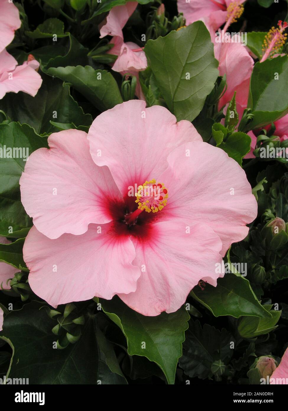 HIBISCUS ROSA-SINENSIS CANDY WIND Stock Photo - Alamy