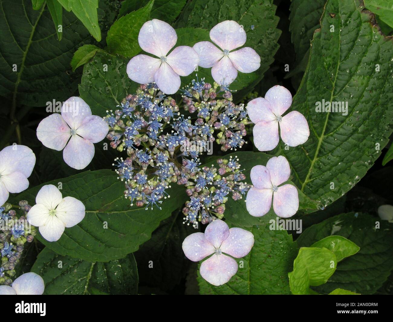 Hydrangea serrata ‘bluebird hi-res stock photography and images - Alamy