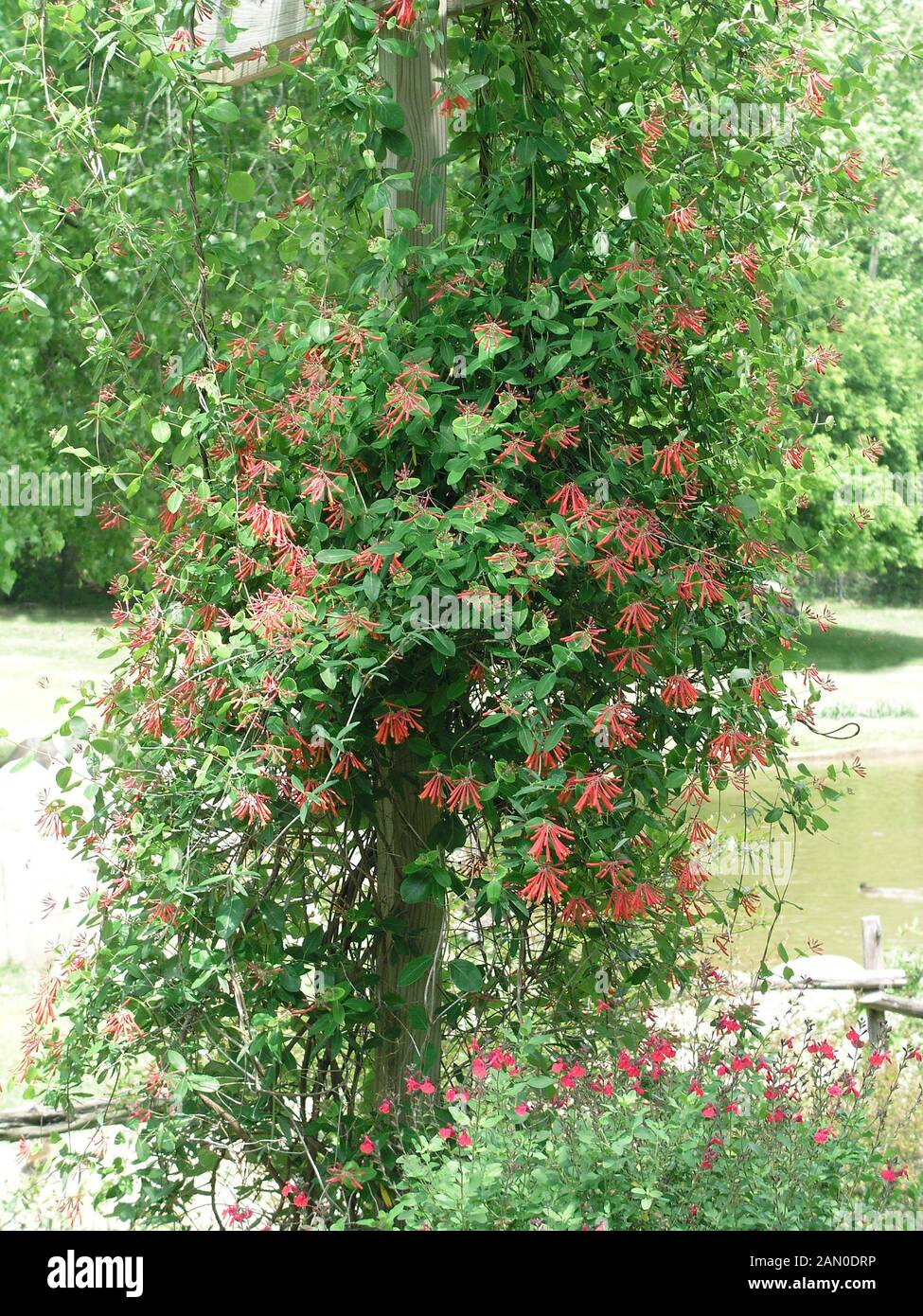Lonicera sempervirens hi-res stock photography and images - Alamy