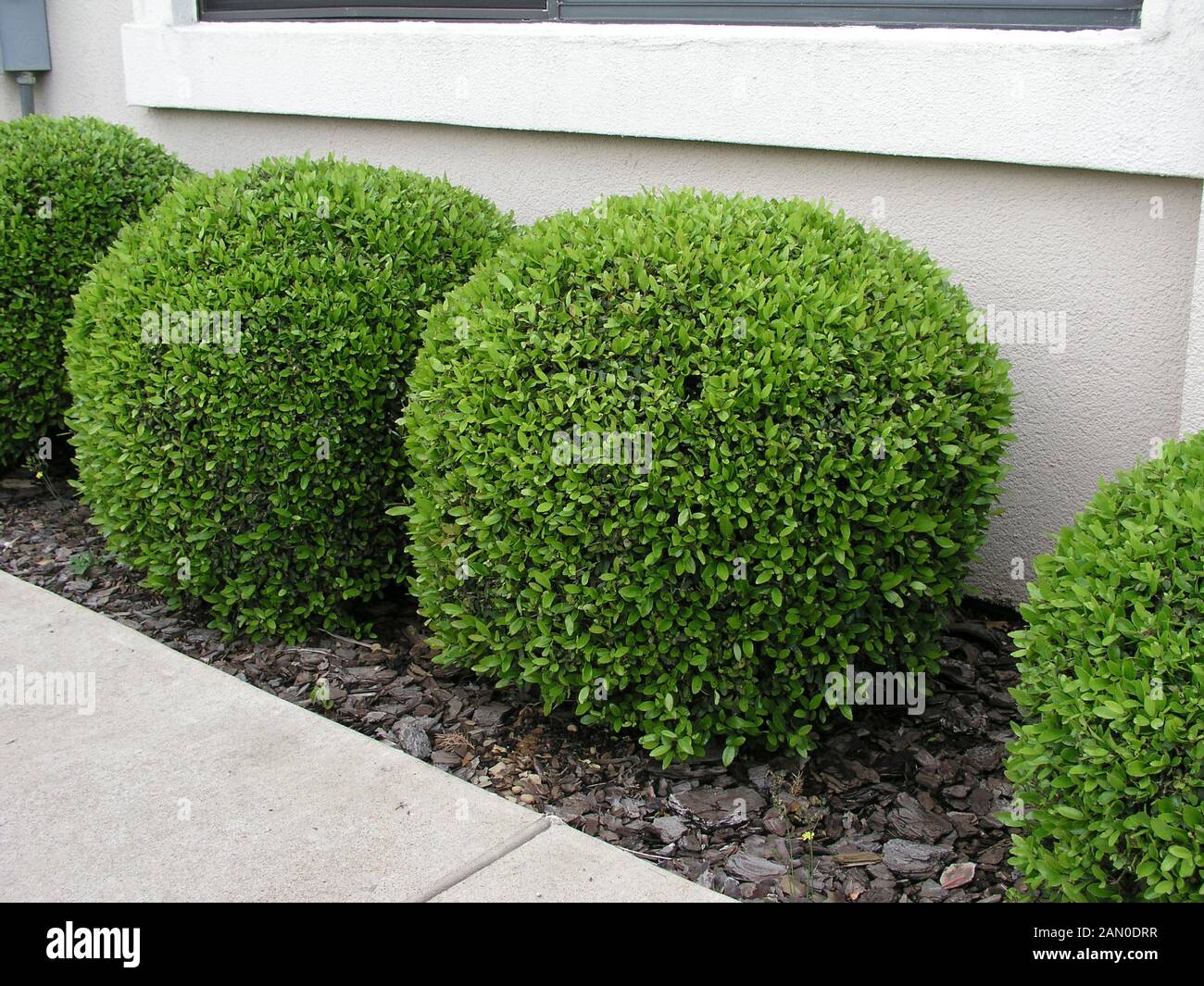 ILEX VOMITORIA NANA Stock Photo - Alamy
