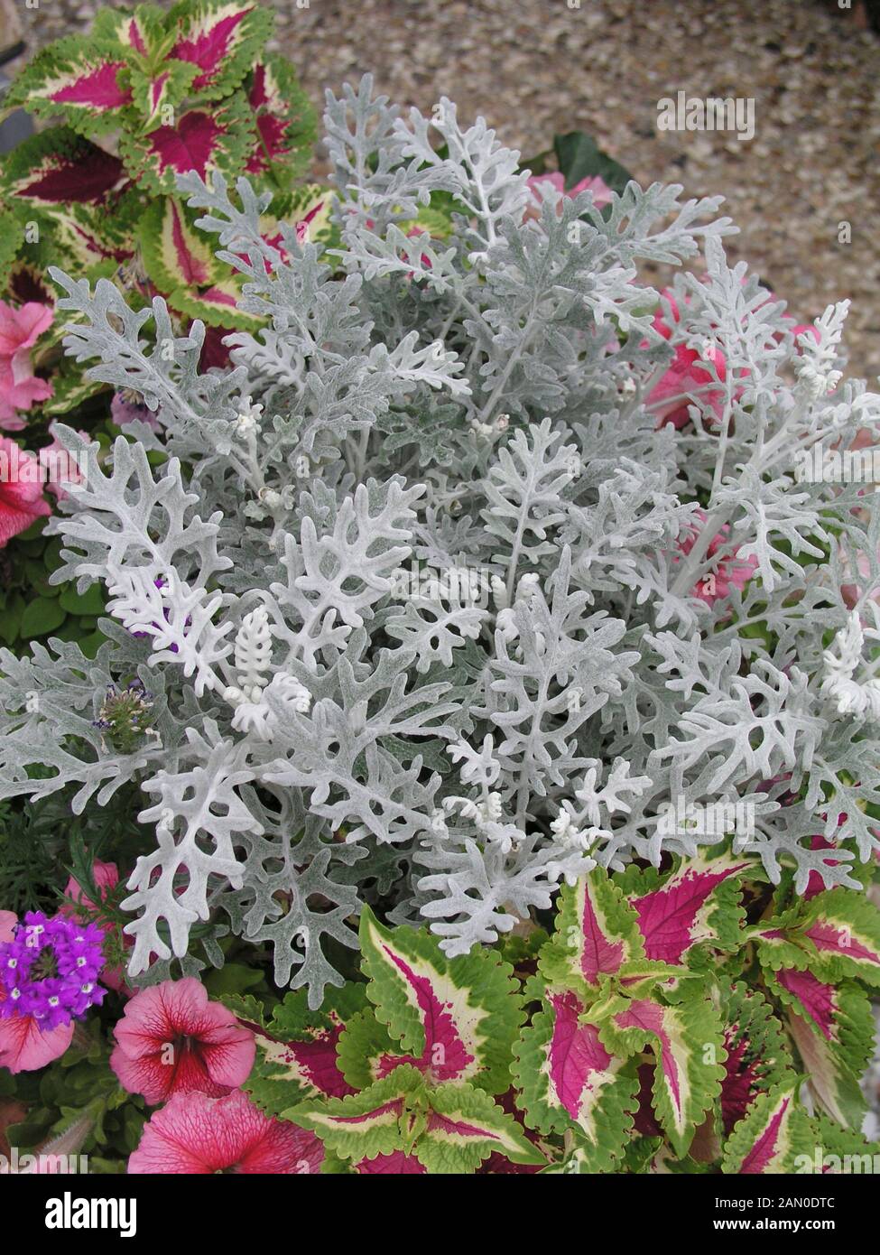 Senecio cineraria dusty miller hi-res stock photography and images - Alamy