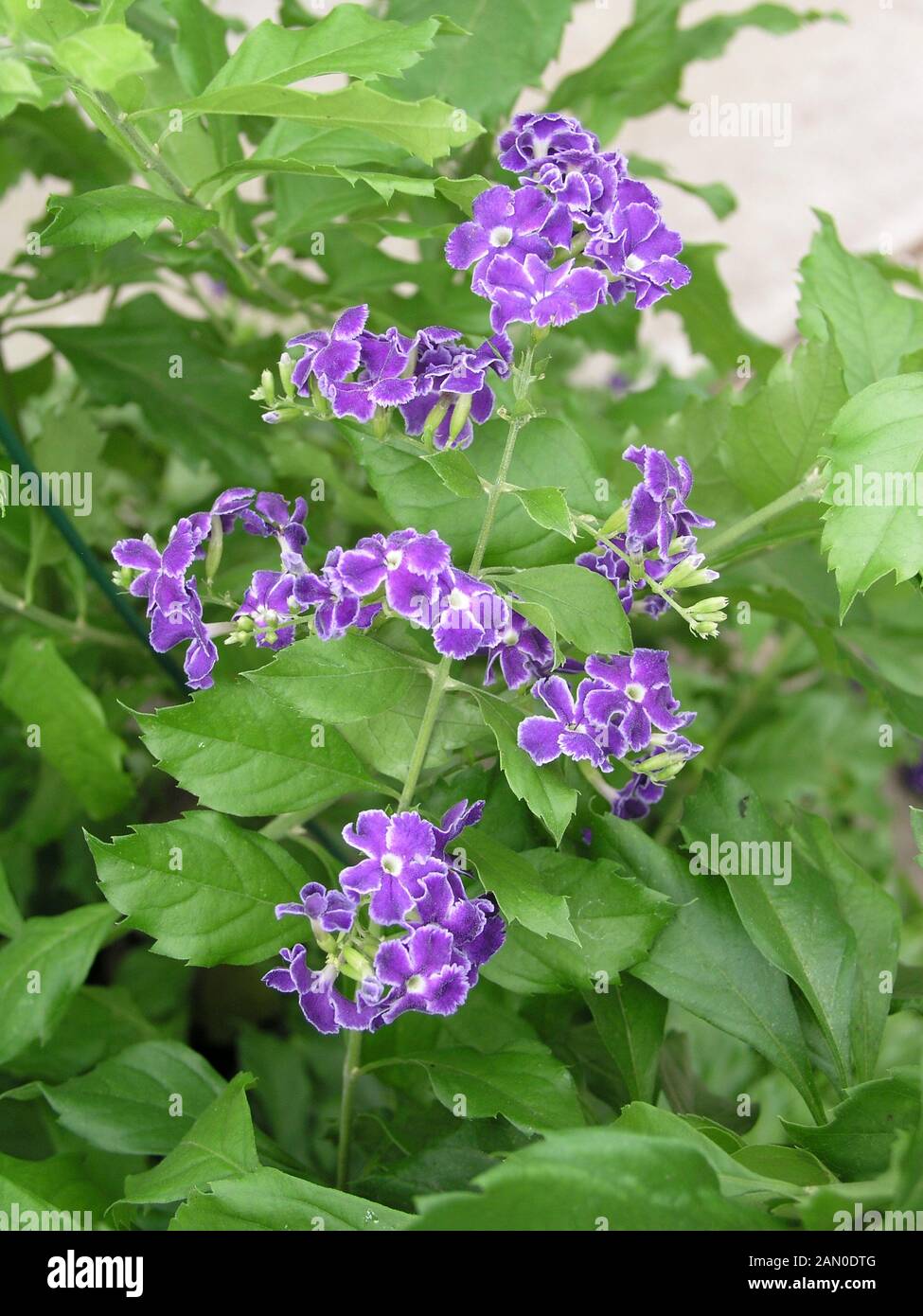 Duranta erecta hi-res stock photography and images - Alamy