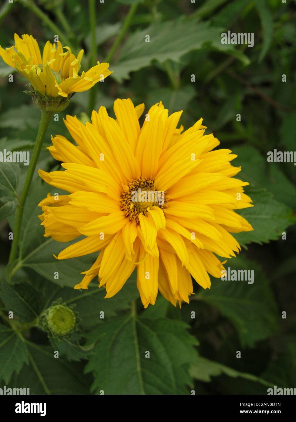 Heliopsis helianthoides summer sun hi-res stock photography and images ...