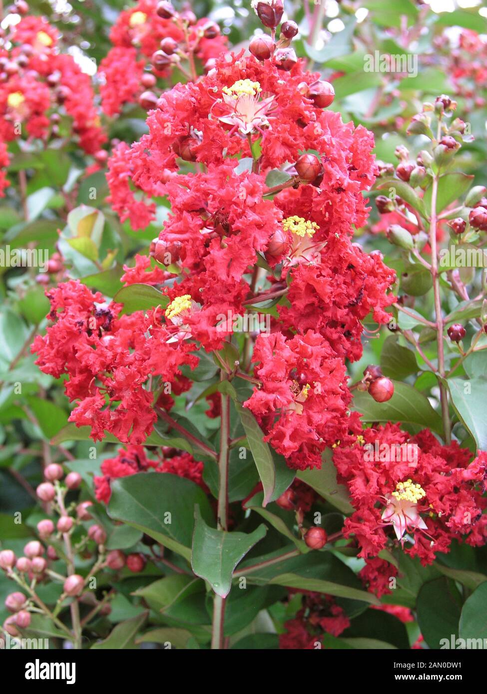 Lagerstroemia dynamite hi-res stock photography and images - Alamy