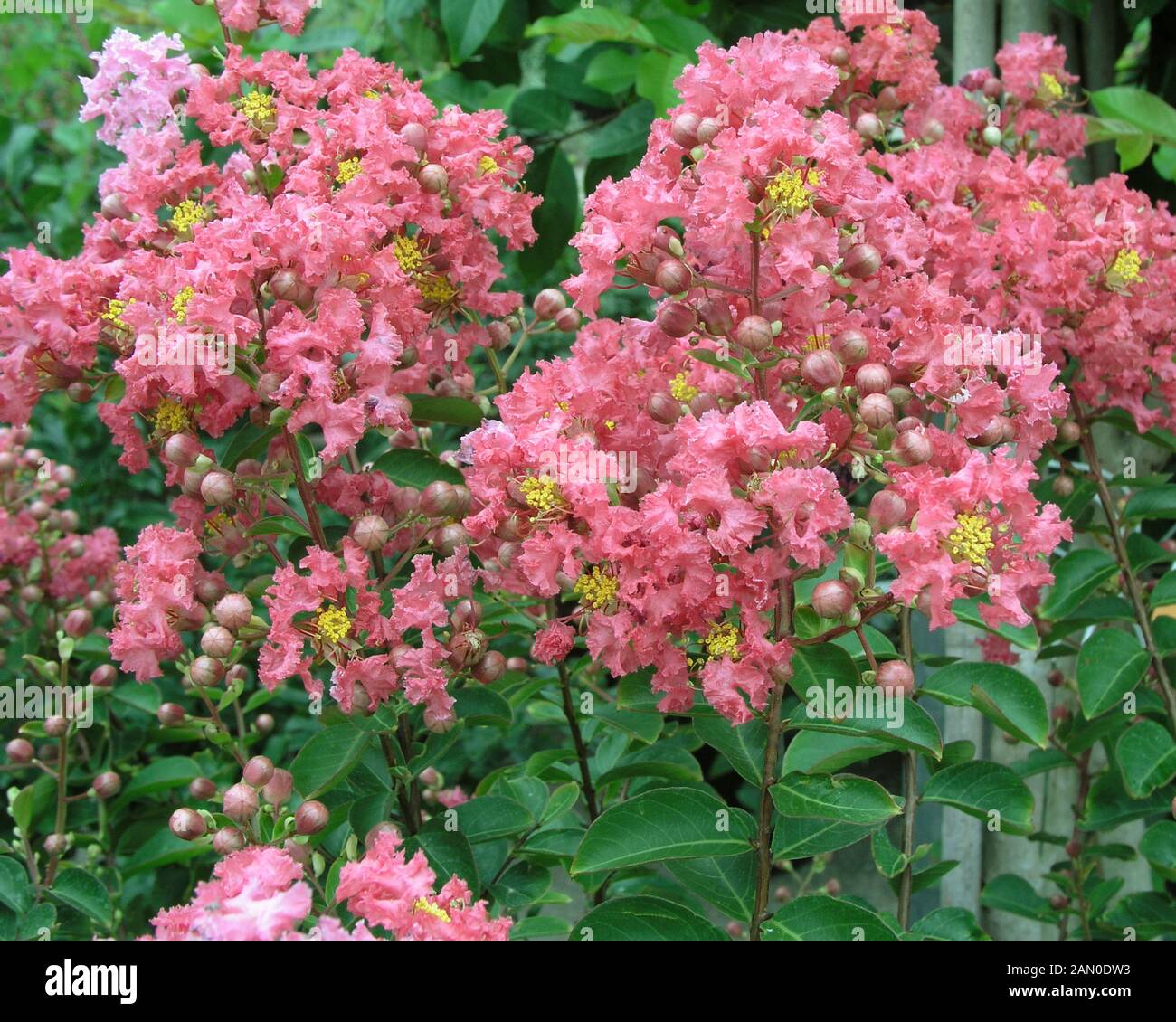 Lagerstroemia petite hi-res stock photography and images - Alamy