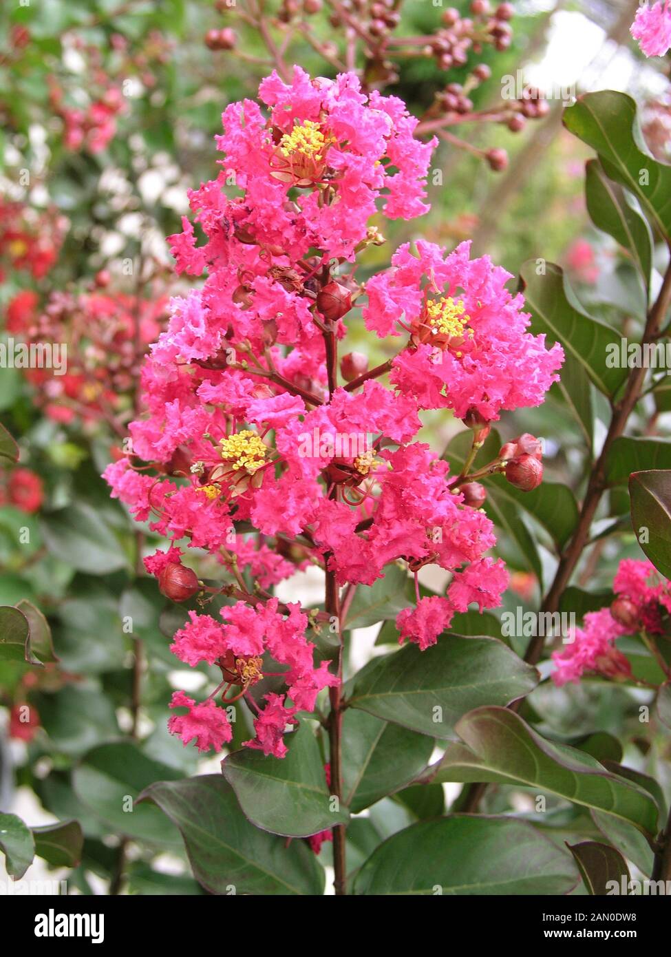 Lagerstroemia pink velour hi-res stock photography and images - Alamy