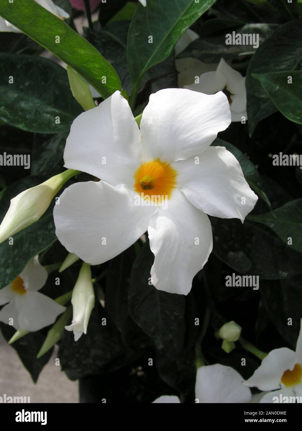 Mandevilla boliviensis hi-res stock photography and images - Alamy