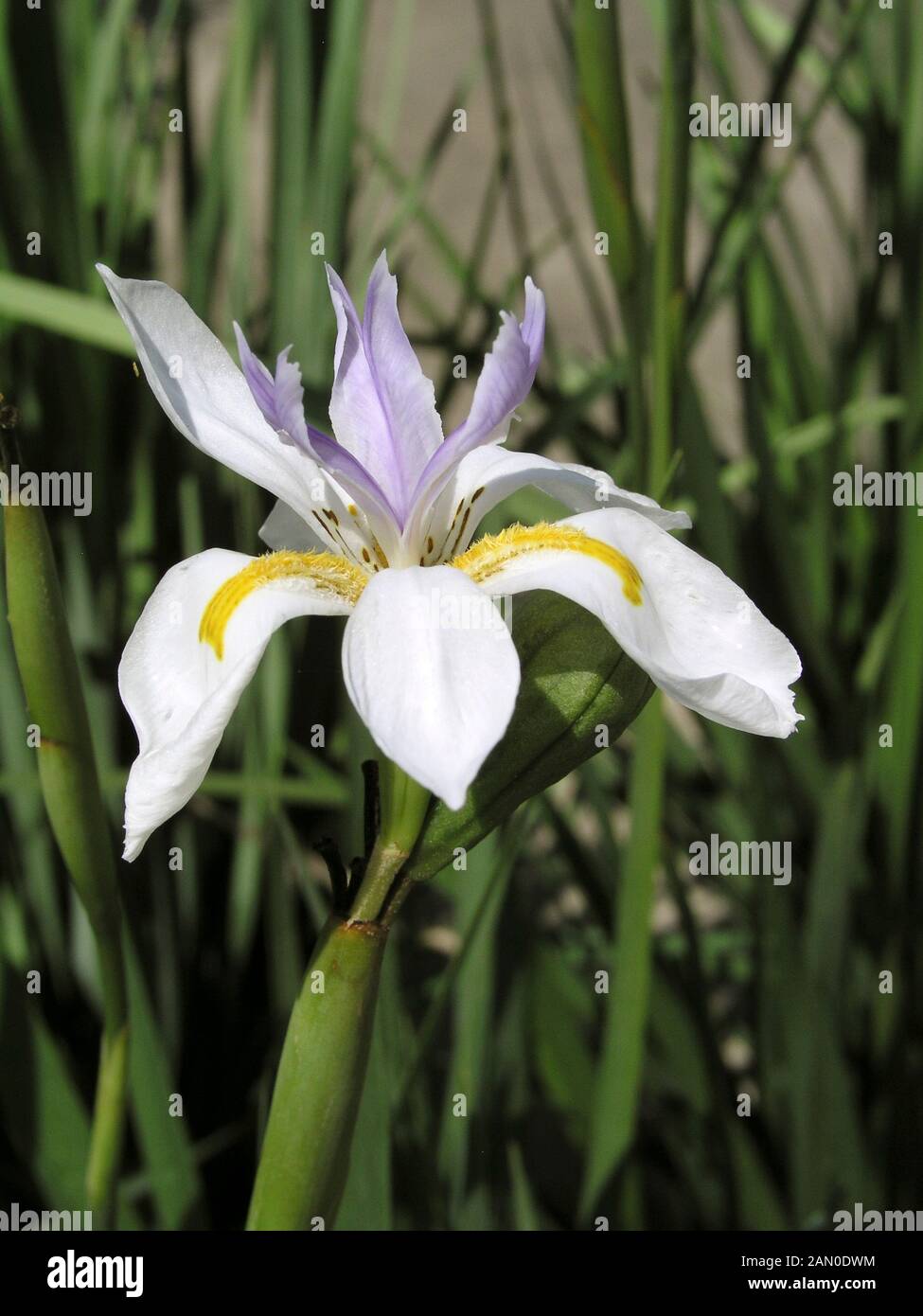 MORAEA IRIDIOIDES (DIETES Stock Photo - Alamy