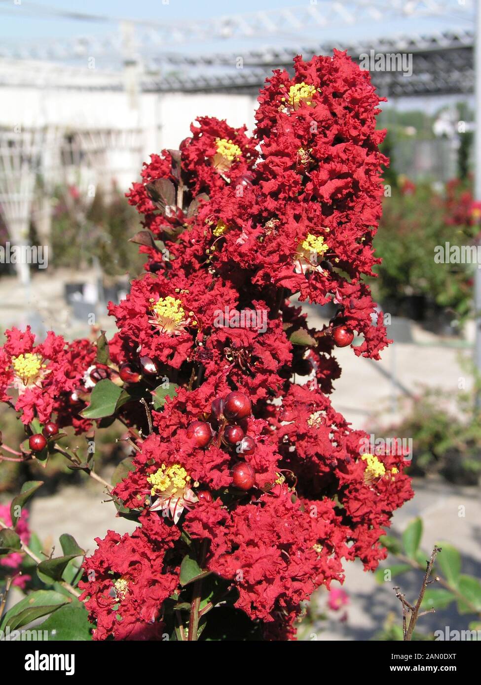 Lagerstroemia dynamite hi-res stock photography and images - Alamy