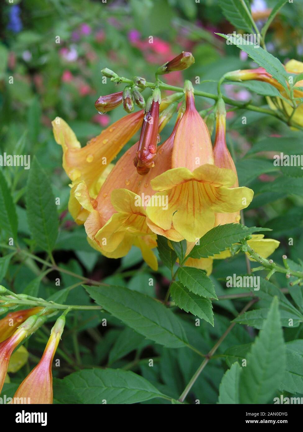 Tecoma stans hi-res stock photography and images - Alamy