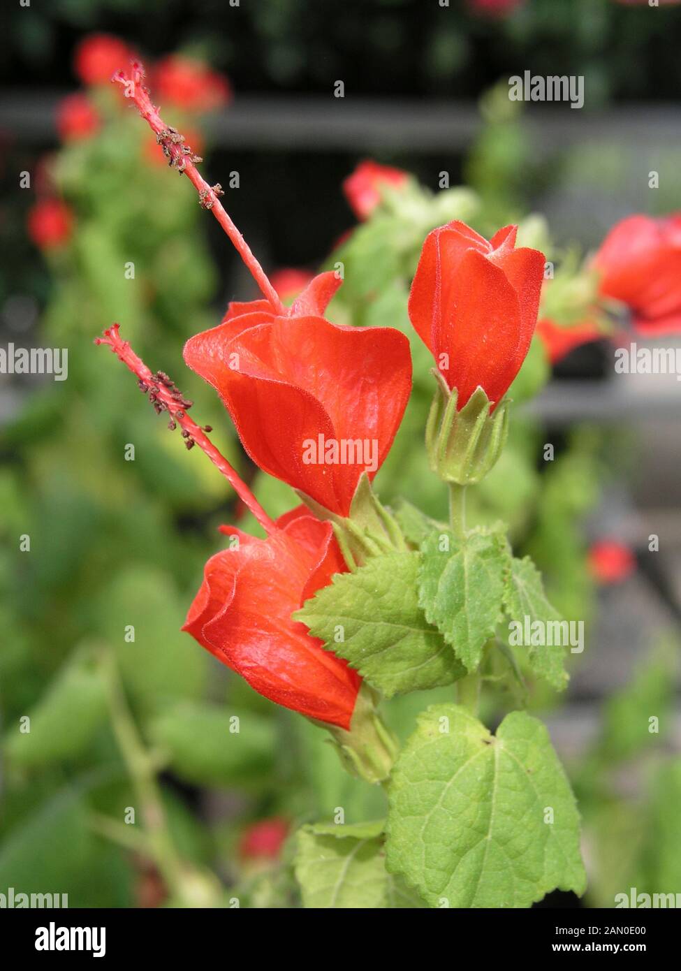 Malvaviscus hi-res stock photography and images - Alamy