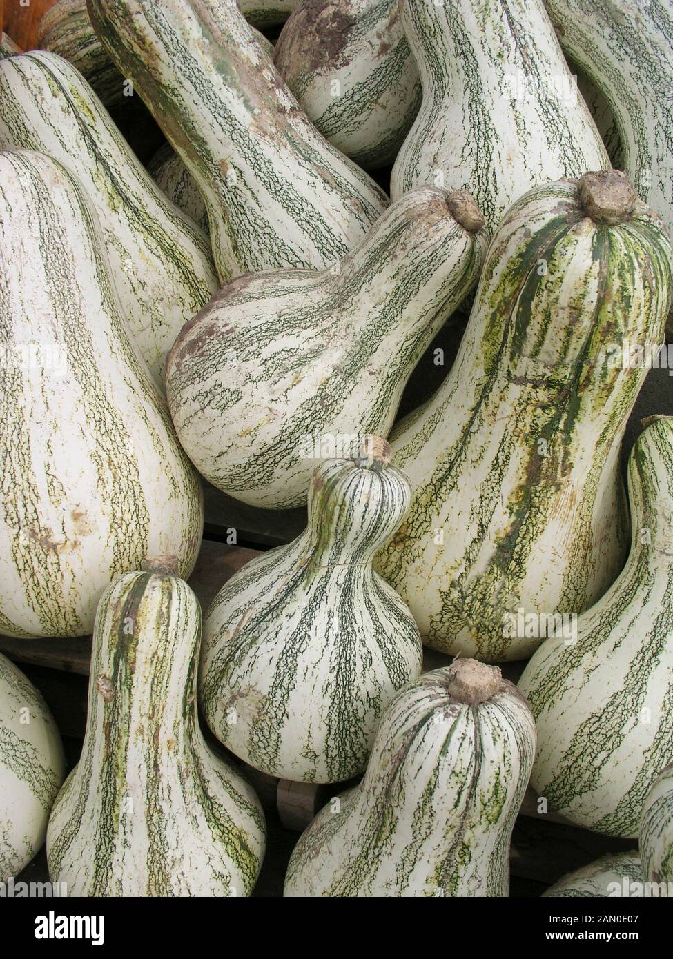 Cushaw Squash