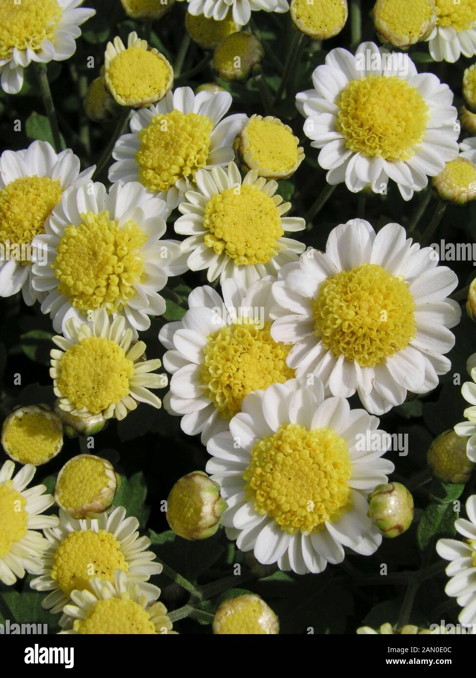 DENDRANTHEMA (CHRYSANTHEMUM) GRANDIFLORA ROME Stock Photo - Alamy