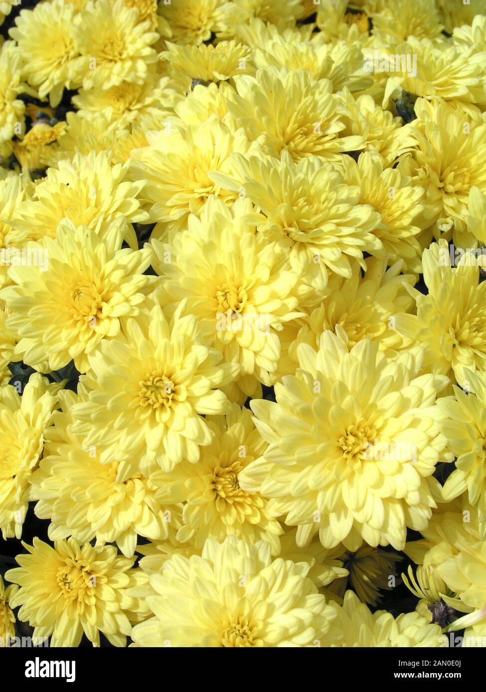 DENDRANTHEMA (CHRYSANTHEMUM) GRANDIFLORA JESSICA Stock Photo - Alamy
