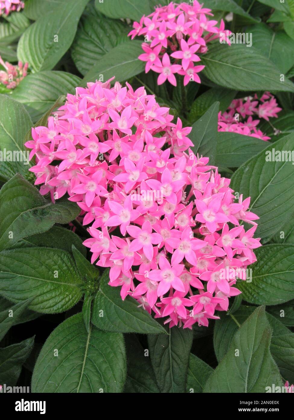 Pink pentas hi-res stock photography and images - Alamy
