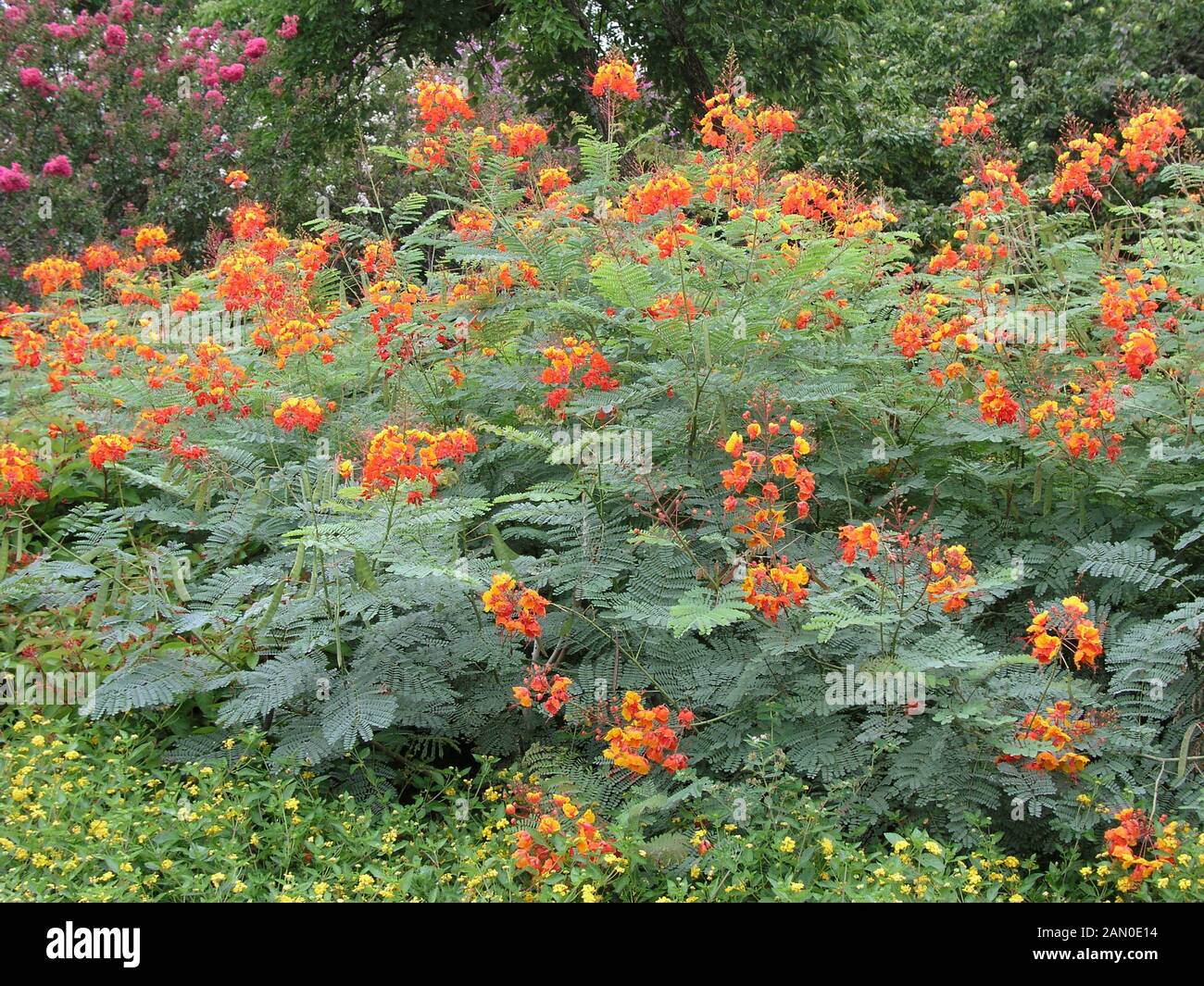 CAESALPINIA PULCHERRIMA Stock Photo - Alamy