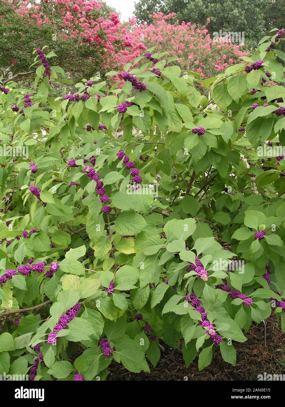 Callicarpa americana hi-res stock photography and images - Alamy