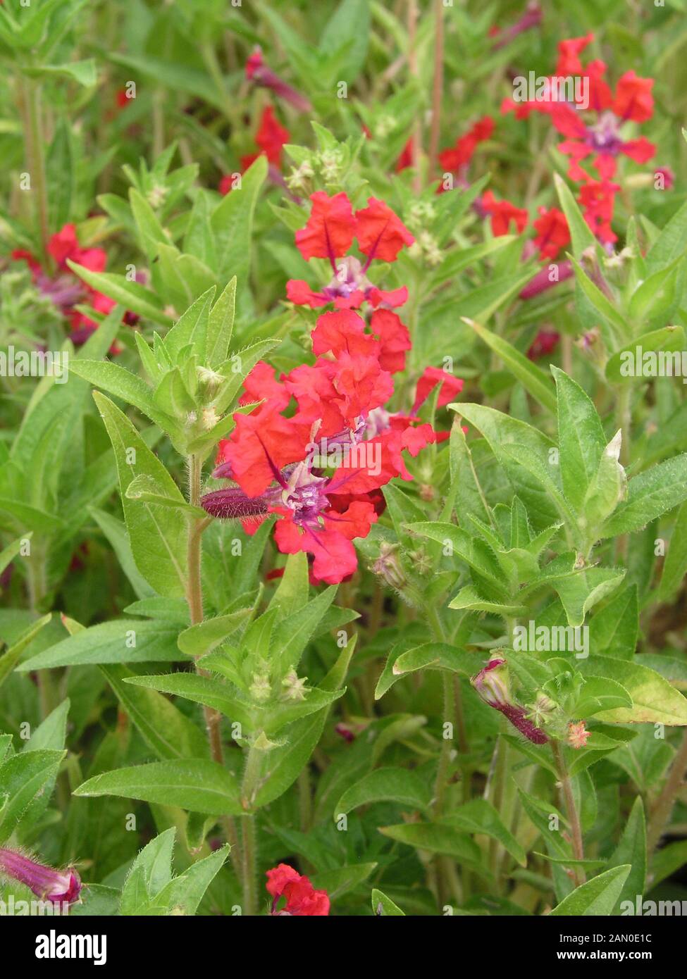 Cuphea firefly hi-res stock photography and images - Alamy
