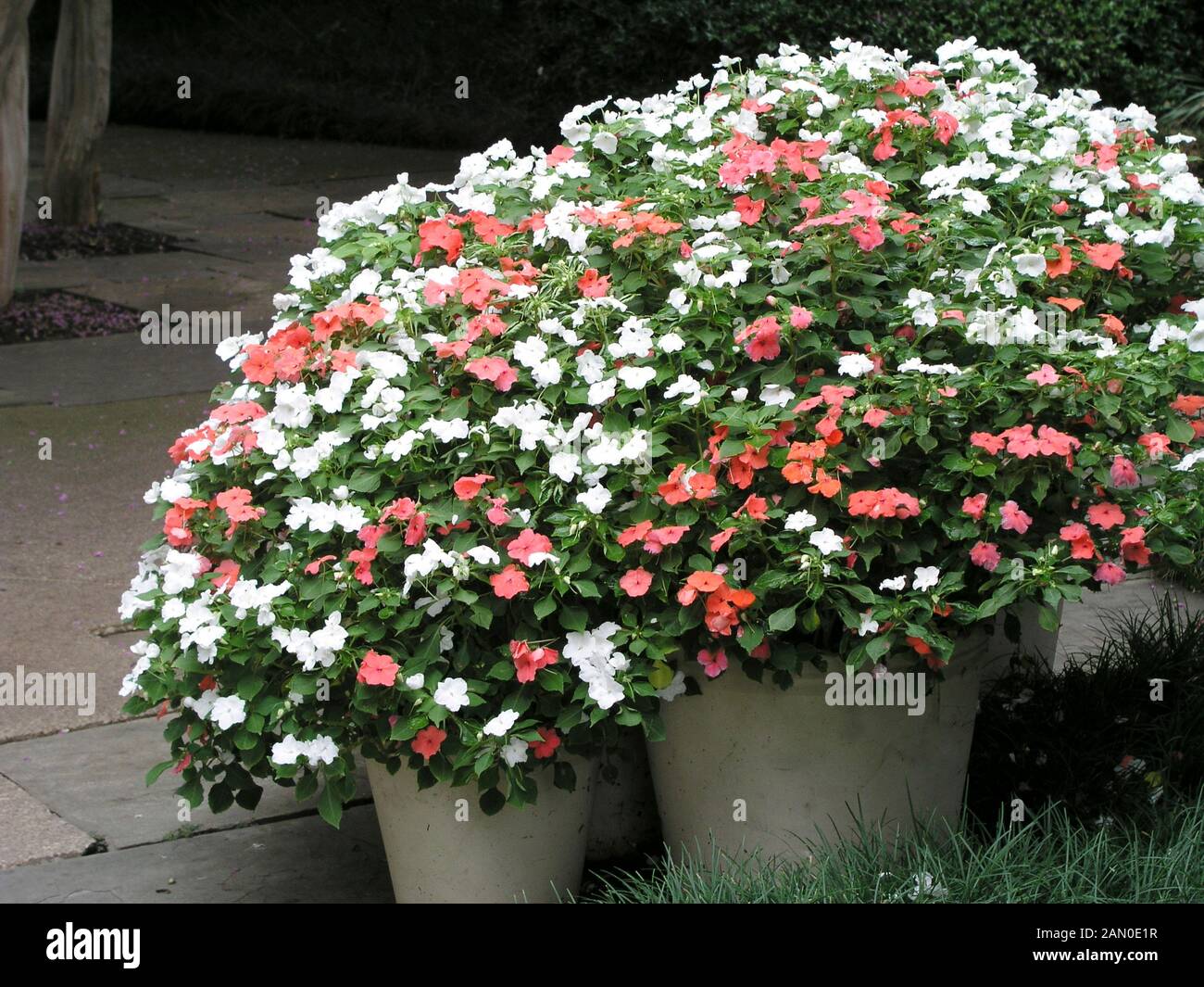 Impatiens walleriana hi-res stock photography and images - Alamy