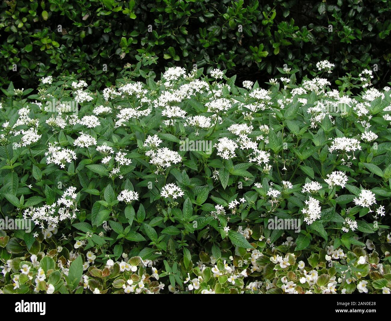 Polaris white hi-res stock photography and images - Alamy