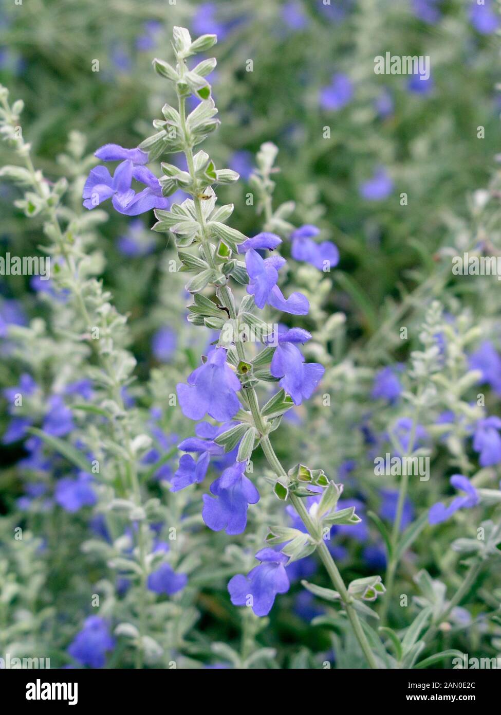 Salvia azurea hi-res stock photography and images - Alamy
