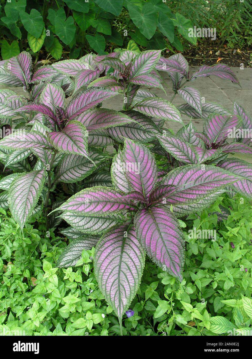 Strobilanthes hi-res stock photography and images - Alamy