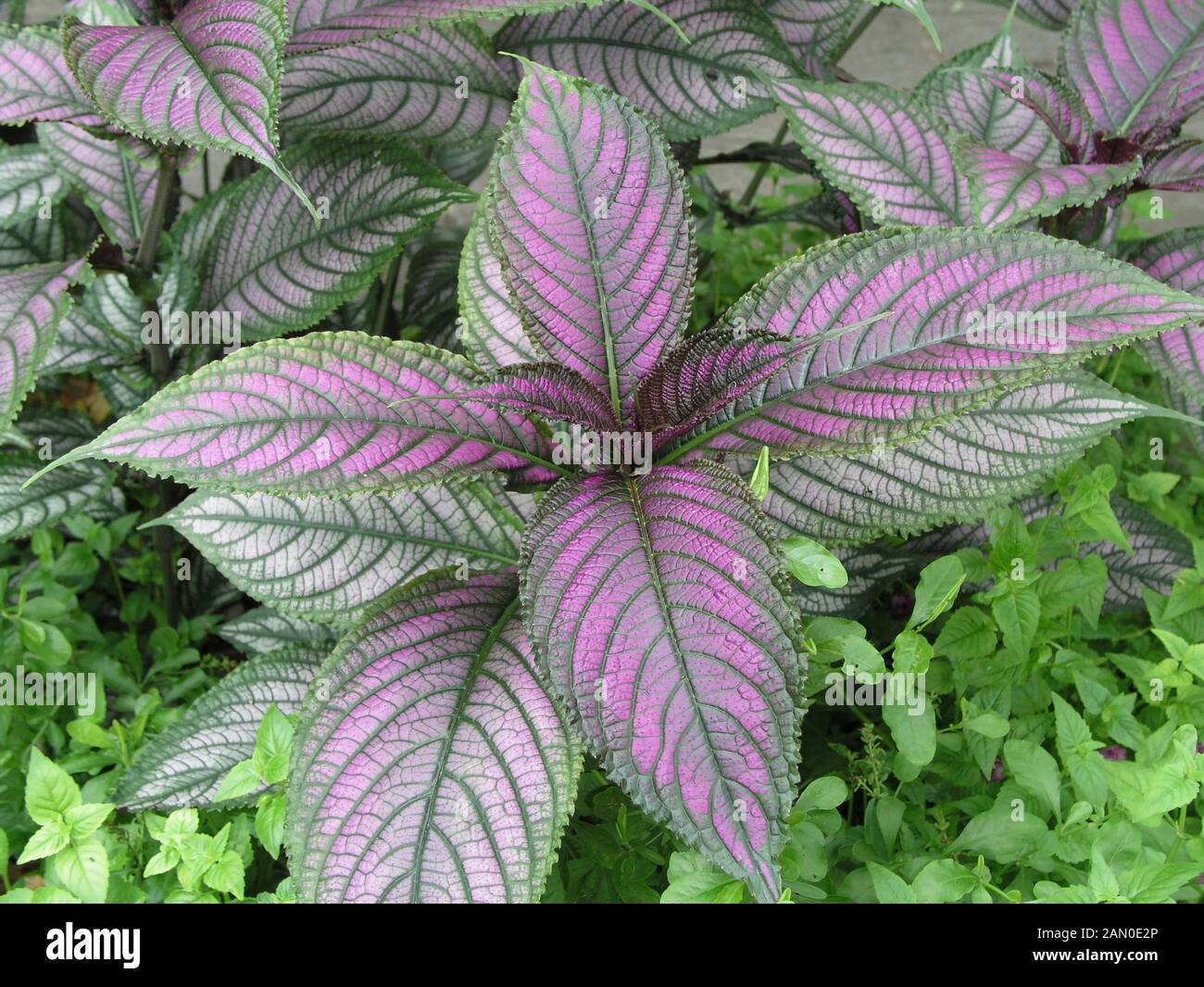 Strobilanthes hi-res stock photography and images - Alamy