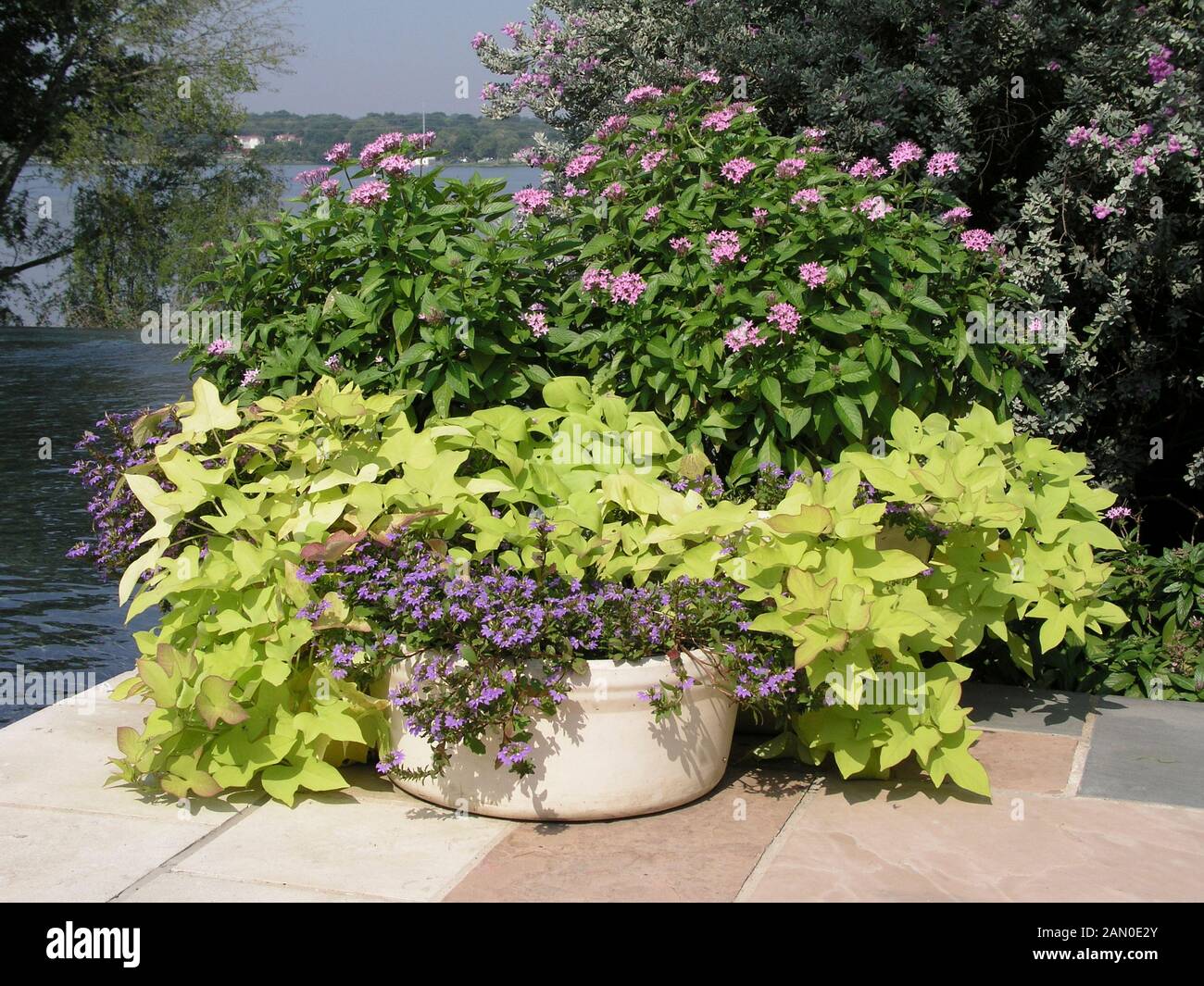 Pentas lanceolata container hi-res stock photography and images - Alamy