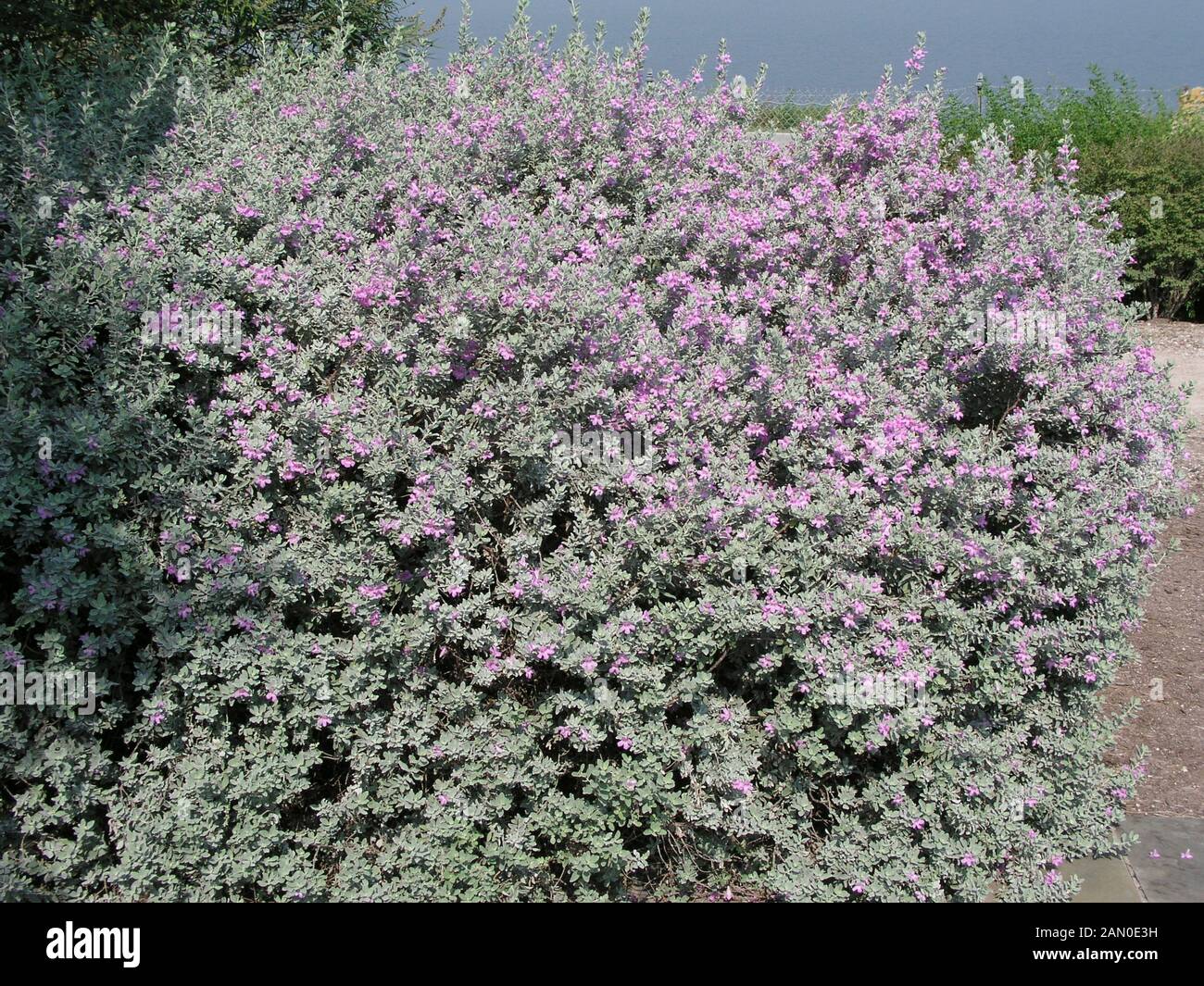 Leucophyllum frutescens hi-res stock photography and images - Alamy