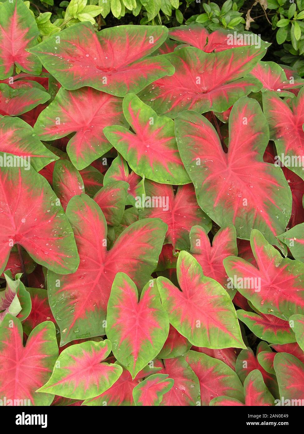 Florida cardinal hi-res stock photography and images - Alamy