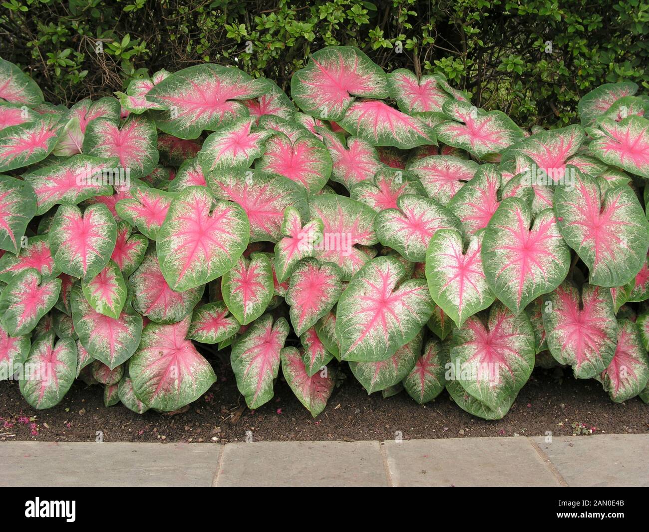Caladium rosebud hi-res stock photography and images - Alamy