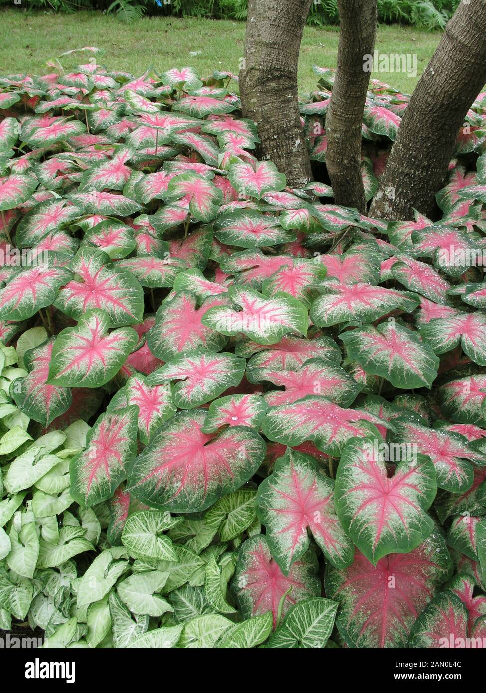 Rosebud caladium hi-res stock photography and images - Alamy