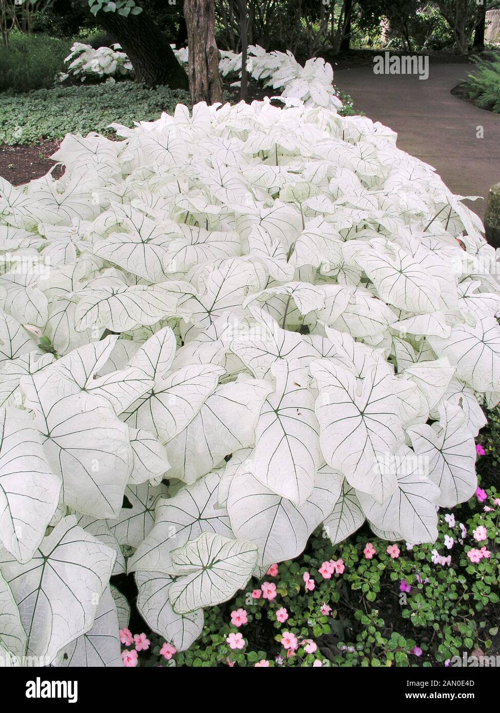 Caladium Candidum High Resolution Stock Photography and Images - Alamy