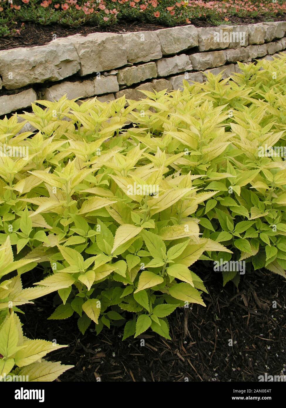 Coleus Wild Lime High Resolution Stock Photography and Images - Alamy