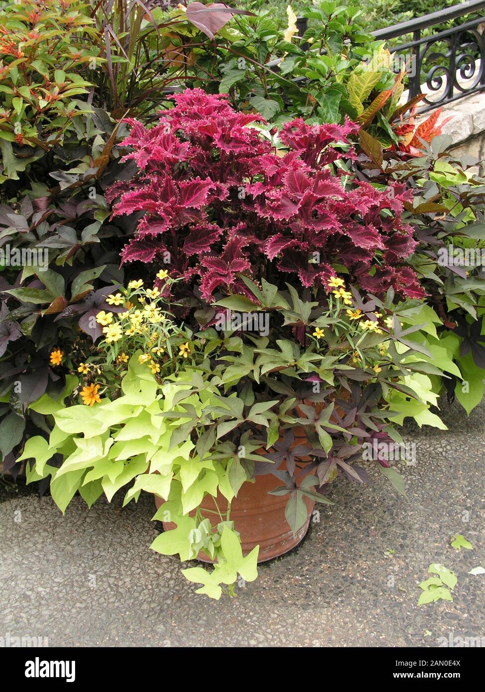 Coleus container hi-res stock photography and images - Alamy