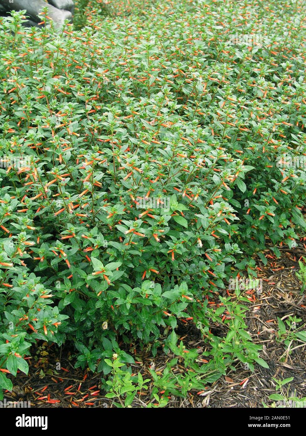 CUPHEA DAVID VERITY Stock Photo - Alamy