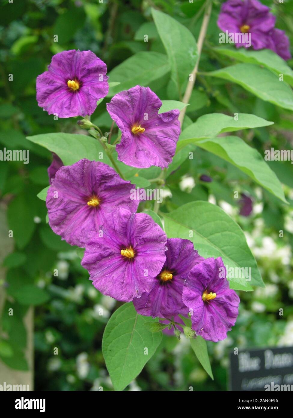 Royal robe hi-res stock photography and images - Alamy