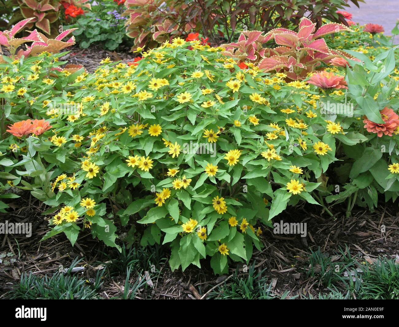 Melampodium paludosum hi-res stock photography and images - Alamy