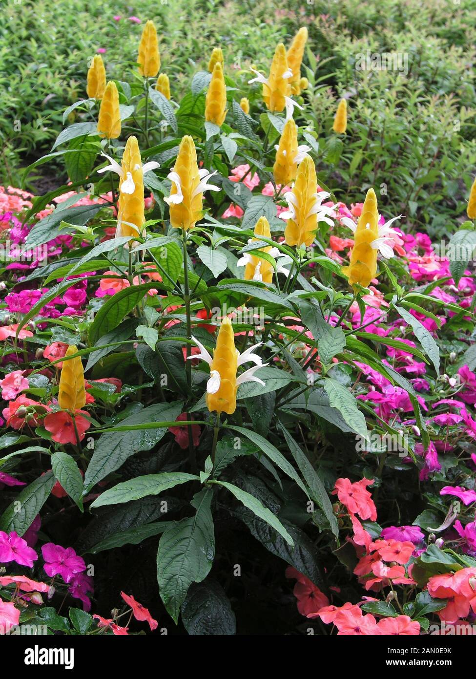 Pachystachys lutea hi-res stock photography and images - Alamy