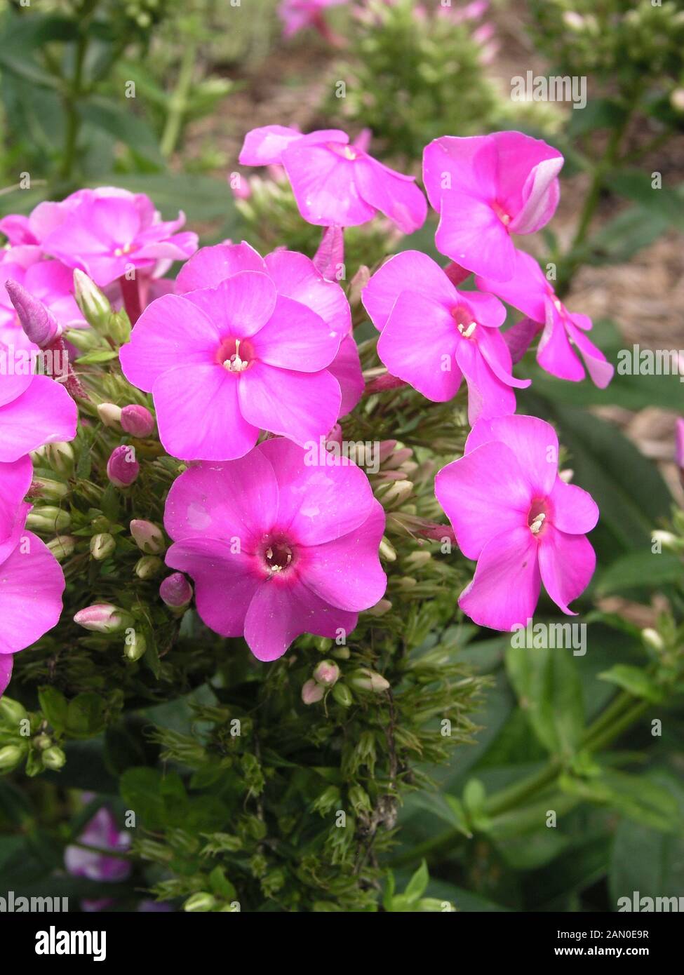 PHLOX PANICULATA PURPLE FLAME Stock Photo - Alamy