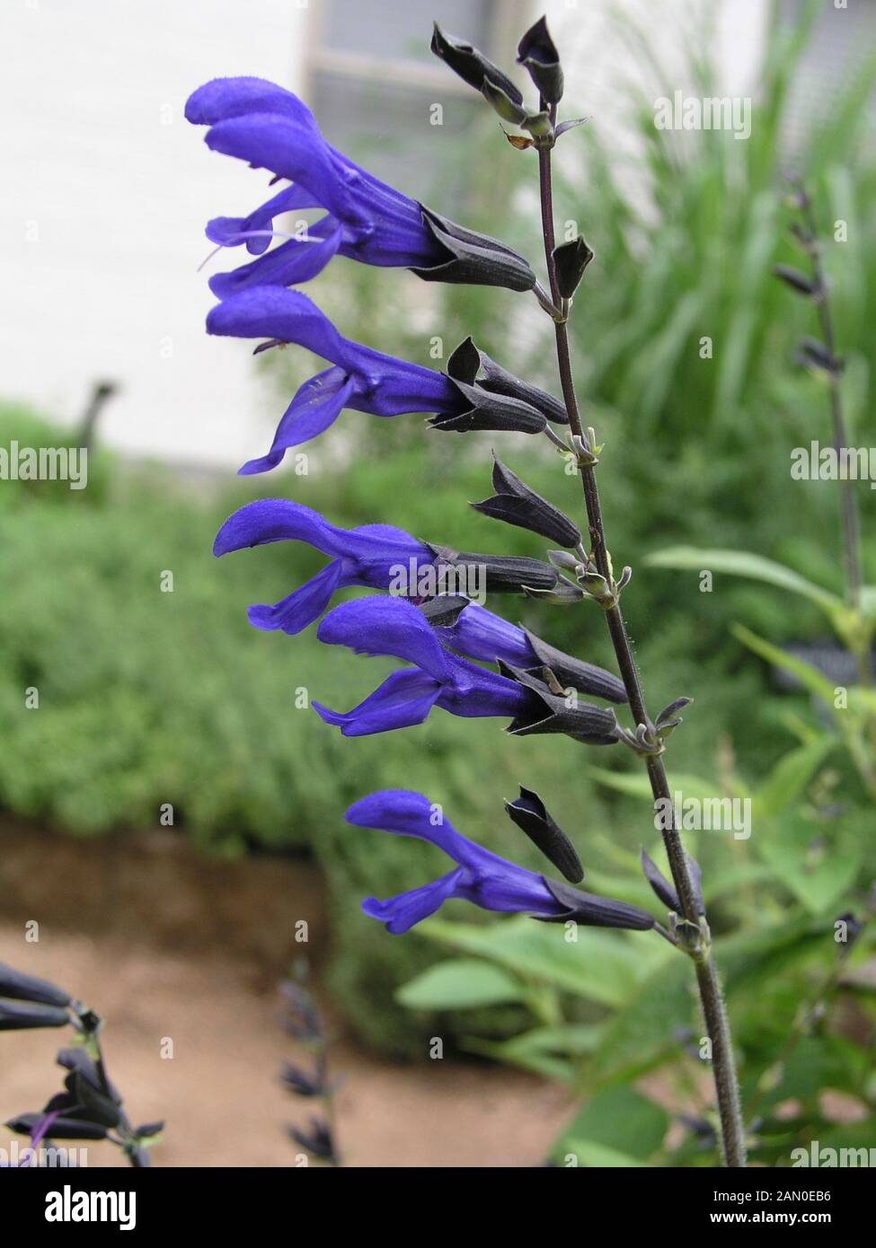 Salvia Guaranitica High Resolution Stock Photography and Images - Alamy