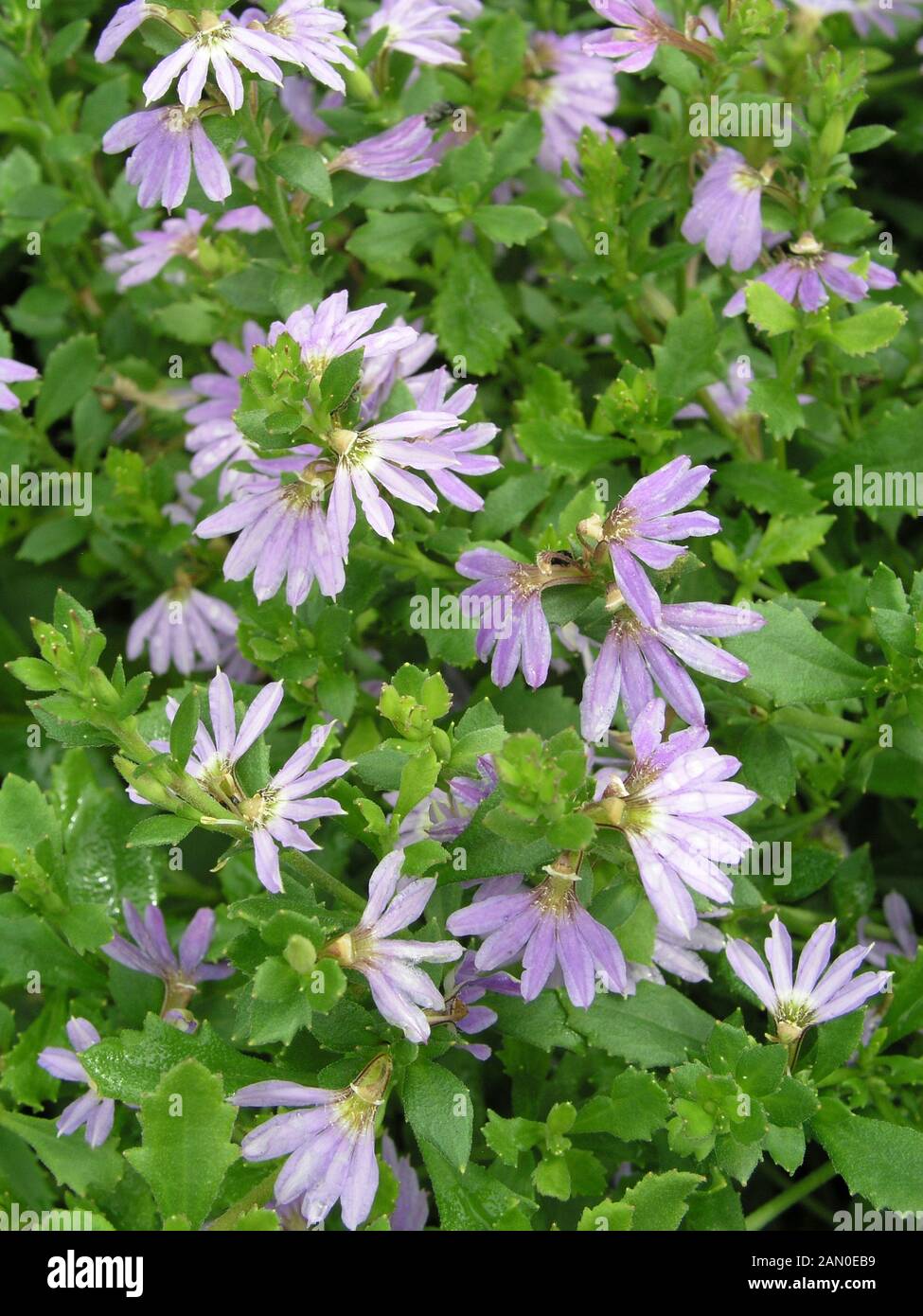 SCAEVOLA BLUE RIBBON Stock Photo - Alamy