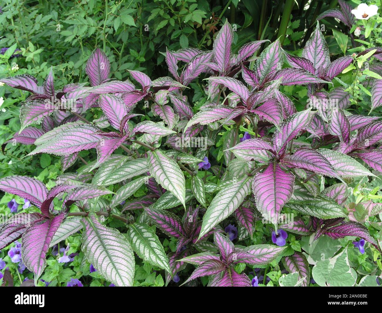 Strobilanthes hi-res stock photography and images - Alamy