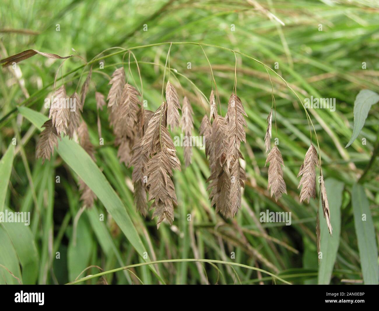 Chasmanthium latifolium hi-res stock photography and images - Alamy