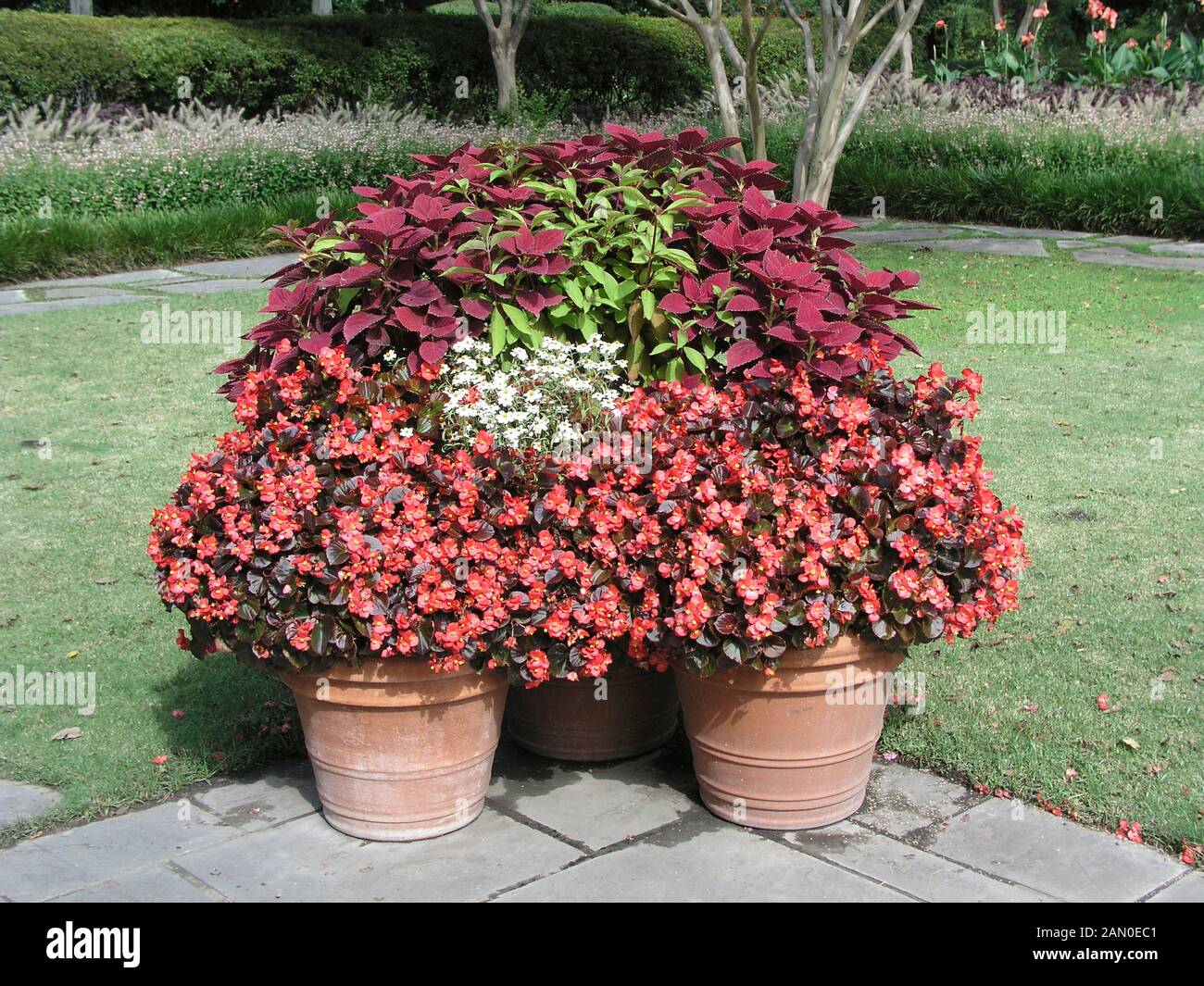 Coleus Container High Resolution Stock Photography and Images - Alamy