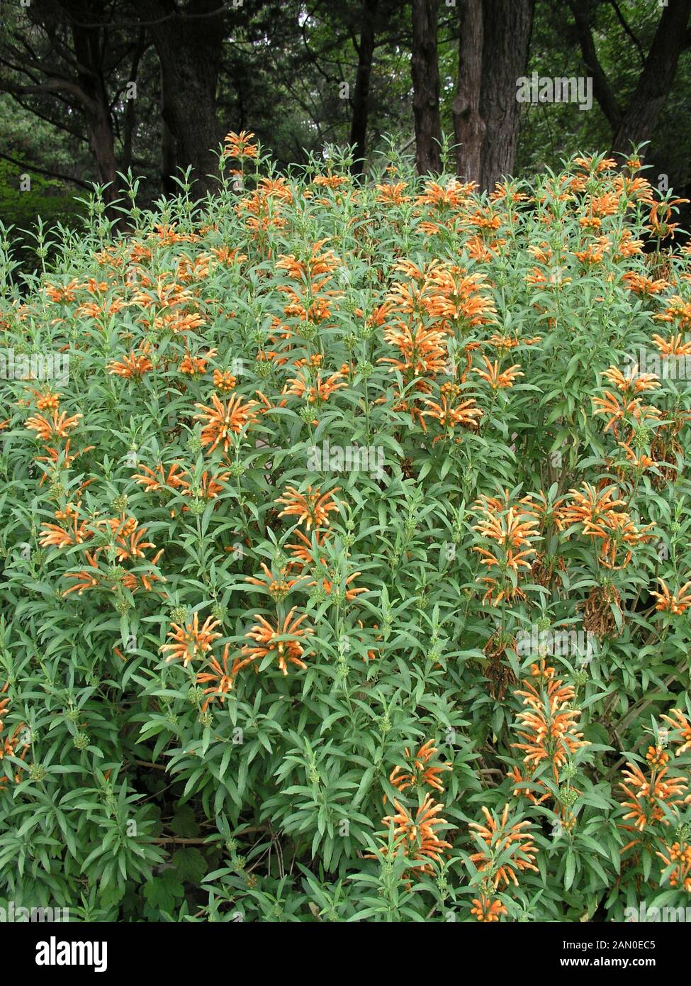 Leonotis Leonurus High Resolution Stock Photography and Images - Alamy