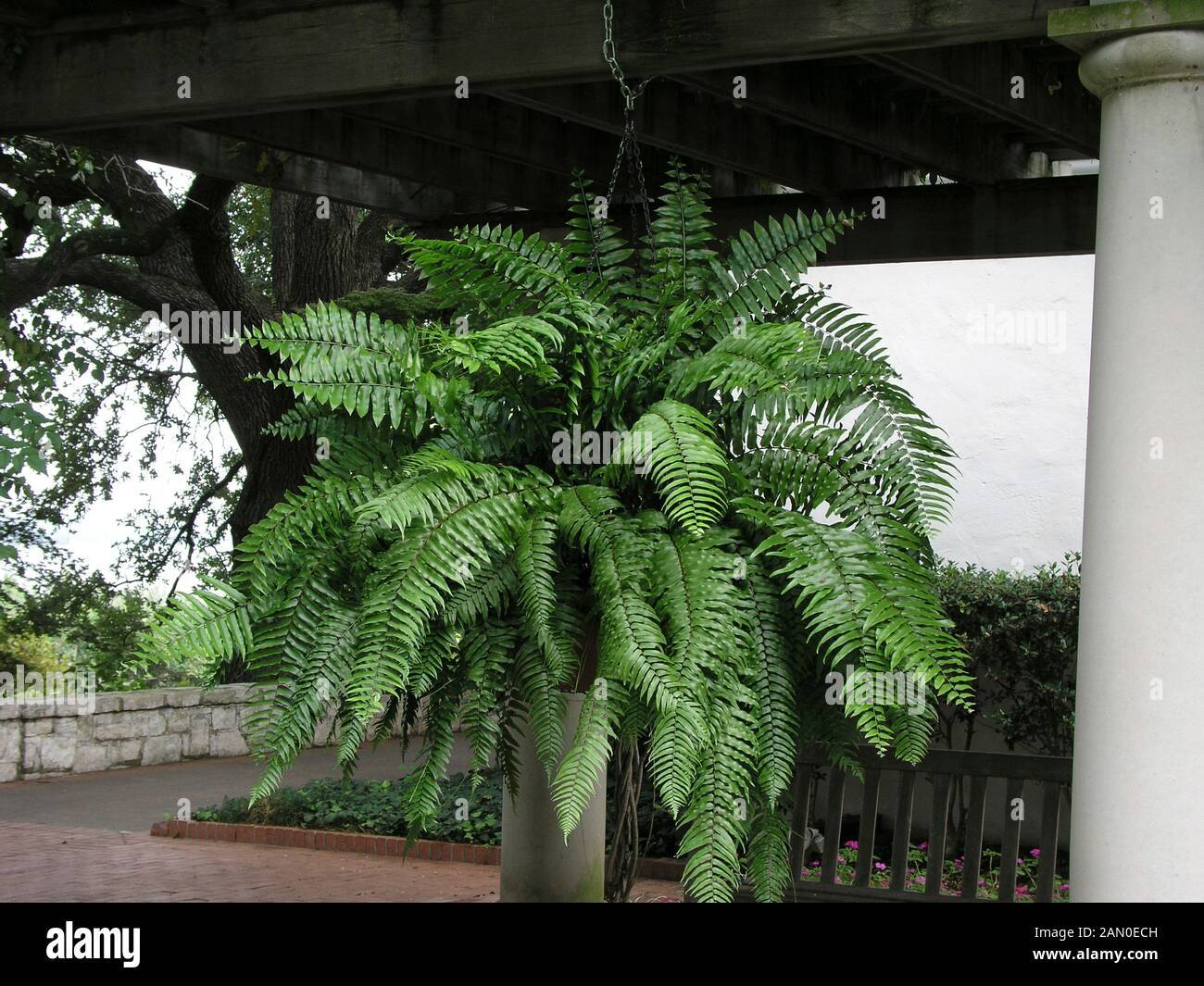 Mondo Fern