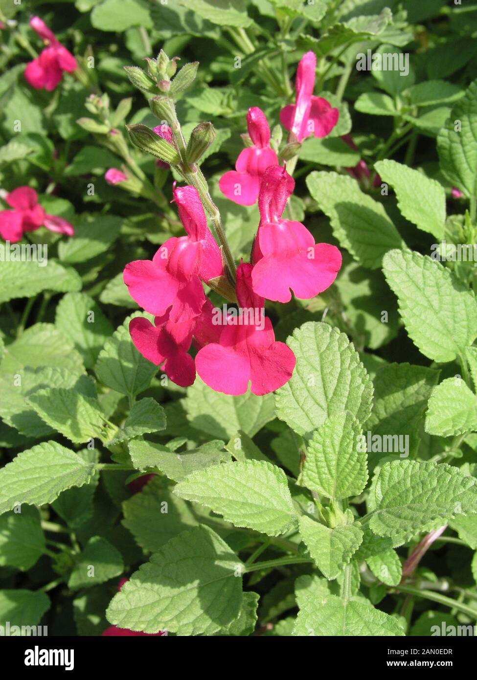 Salvia Microphylla Stock Photos & Salvia Microphylla Stock Images - Alamy