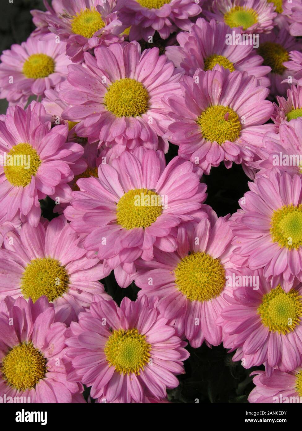 DENDRANTHEMA (CHRYSANTHEMUM) GRANDIFLORA FELICIA Stock Photo - Alamy