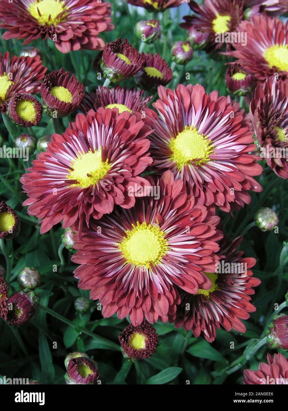 Temptress High Resolution Stock Photography and Images - Alamy